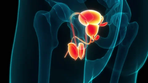 Male Reproductive System Anatomy Animati... | Stock Video | Pond5