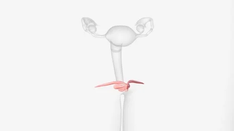 The male reproductive system includes th... | Stock Video | Pond5