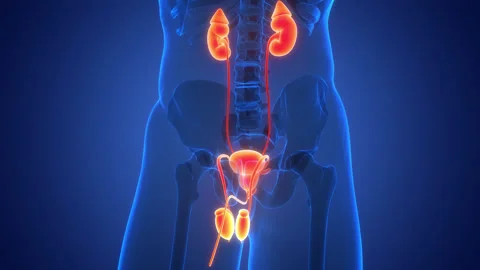 Male Reproductive System with Urinary Sy... | Stock Video | Pond5