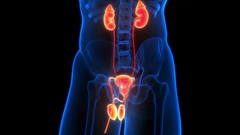 Male Reproductive System with Urinary Sy... | Stock Video | Pond5