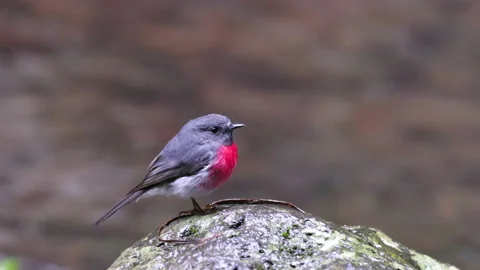 male rose robin standing on a rock at el... | Stock Video | Pond5