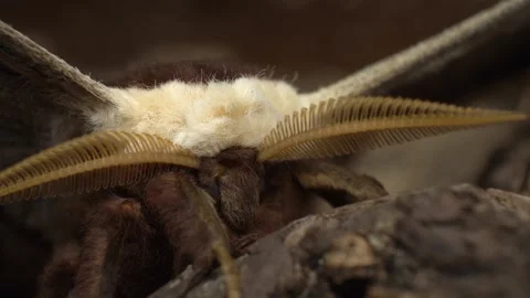 Male Female Header Stock Footage ~ Royalty Free Stock Videos | Pond5