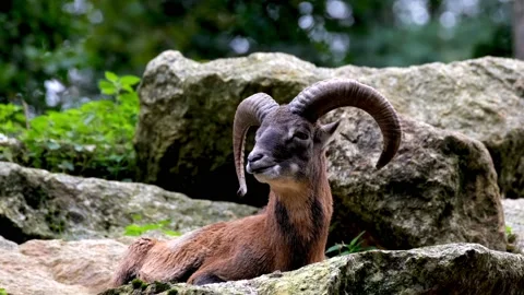 Male species of wild goat with large re-... | Stock Video | Pond5