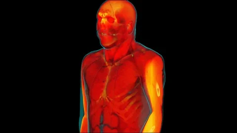 Male Muscle Anatomy Stock Videos – Royalty-Free HD & 4K Videos | Pond5