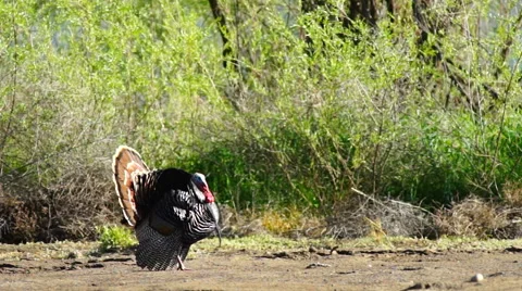 Turkey Mating Stock Video Footage | Royalty Free Turkey Mating Videos ...