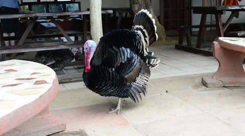 Male Female Turkey Stock Videos – Royalty-Free HD & 4K Videos