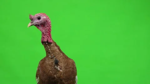 male turkey portrait on green screen. st... | Stock Video | Pond5