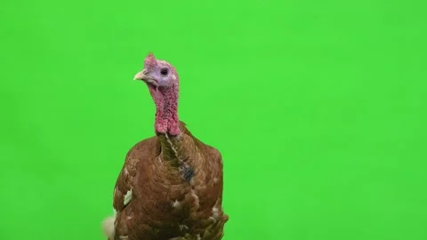 male turkey portrait on green screen. st... | Stock Video | Pond5