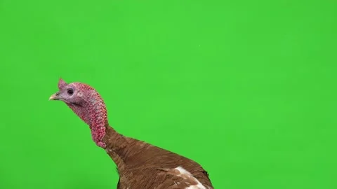 male turkey portrait on green screen. st... | Stock Video | Pond5