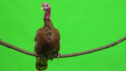 male turkey sitting on a tree branch. gr... | Stock Video | Pond5