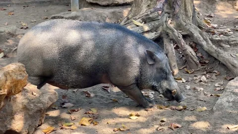 Male wild boar with large fangs tramplin... | Stock Video | Pond5