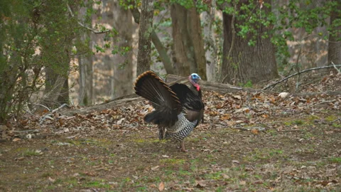 male Wild Turkey displaying for mate | Stock Video | Pond5