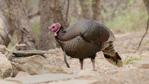 Male Wild Turkey Drinking Water Full Sid... | Stock Video | Pond5