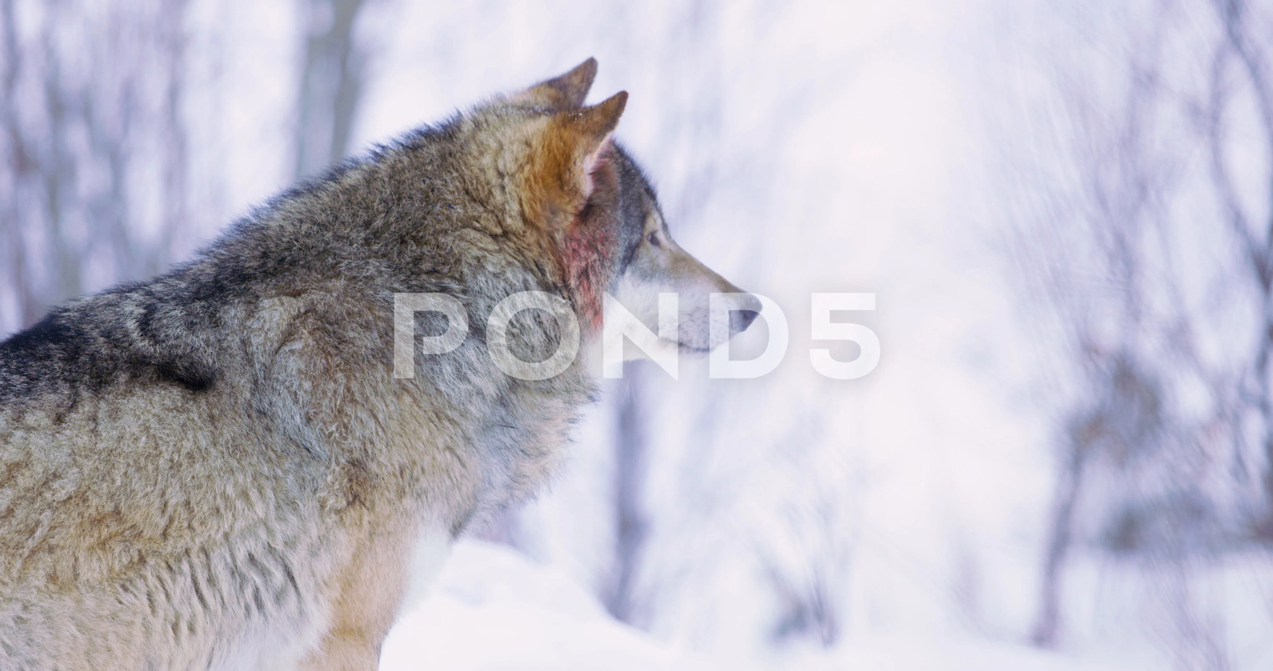 Wolf Sitting Profile Wolf Red Wolf Animal Profile View Hi Res Stock