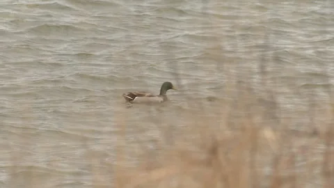 Behind The Blind Stock Video Footage | Royalty Free Behind The Blind ...