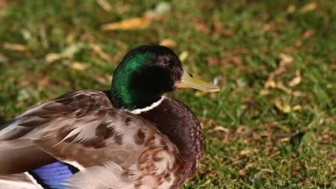 Fluffing A Duck Stock Footage ~ Royalty Free Stock Videos | Pond5