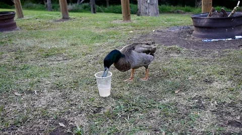 Duck Duck Chup Stock Videos – Royalty-Free HD & 4K Videos