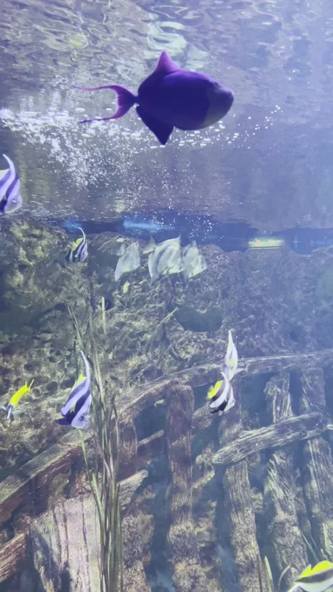 Malta aquarium with marine ecosystem and... | Stock Video | Pond5