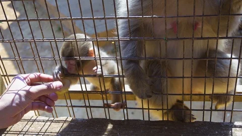 Monkey Stealing Food Stock Videos – Royalty-Free HD & 4K Videos | Pond5