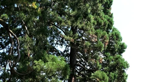 Mammoth tree, giant redwood, Sequoia, Se... | Stock Video | Pond5