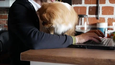 Dog Man Videos Stock Videos – Royalty-Free HD & 4K Videos