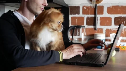 Dog Man Videos Stock Videos – Royalty-Free HD & 4K Videos