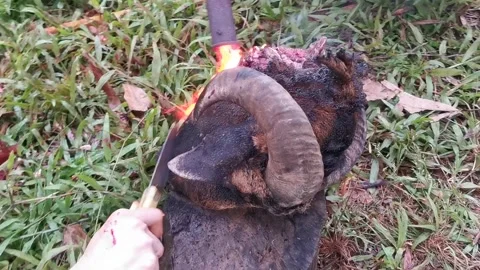 Man and Goat Stock Videos – Royalty-Free HD & 4K Videos | Pond5