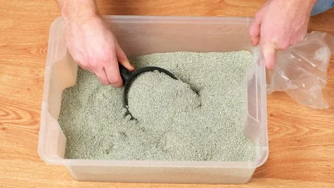 The man cleans the litter box. Hand hold... | Stock Video | Pond5