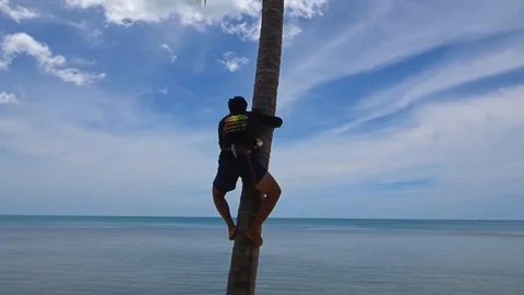 Coconut Tree Trimming Stock Videos – Royalty-Free HD & 4K Videos | Pond5