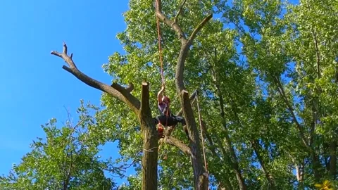 Man Climbing Tree Stock Footage ~ Royalty Free Stock Videos | Pond5