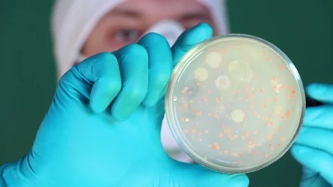 Man counts bacterial colonies in petri d... | Stock Video | Pond5