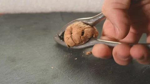 a man cracks a nut with a nutcracker and... | Stock Video | Pond5