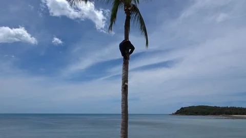 Coconut Tree Trimming Stock Videos – Royalty-Free HD & 4K Videos | Pond5