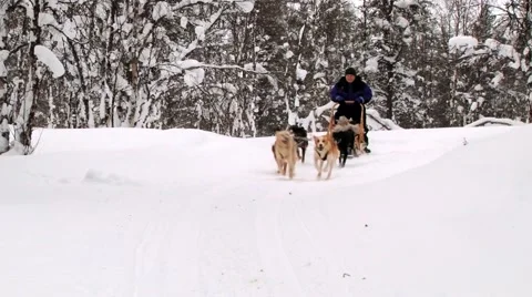 Dog Sledding Finland Stock Videos – Royalty-Free HD & 4K Videos | Pond5