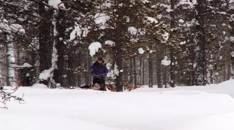 Dog Sledding Finland Stock Videos – Royalty-Free HD & 4K Videos | Pond5