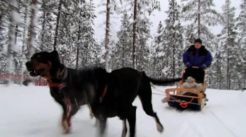 Dog Sledding Finland Stock Videos – Royalty-Free HD & 4K Videos | Pond5