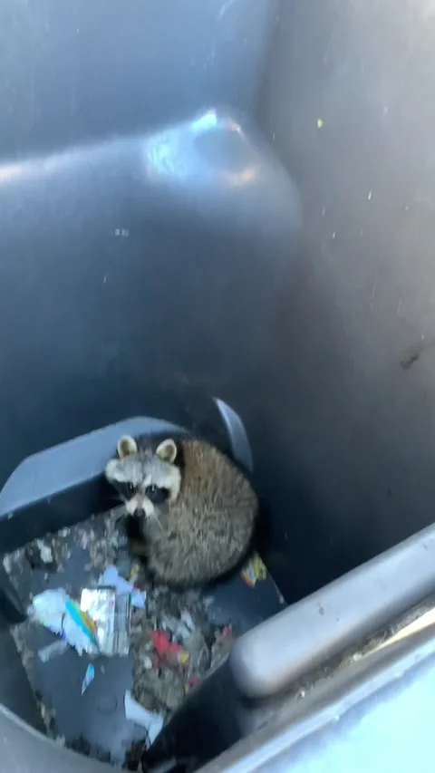 Make A Frees Stock Videos – Royalty-Free HD & 4K Videos