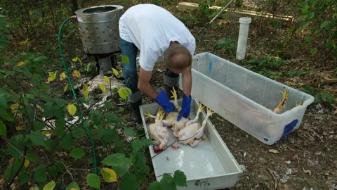 Man hand plucking broilers from remainin... | Stock Video | Pond5