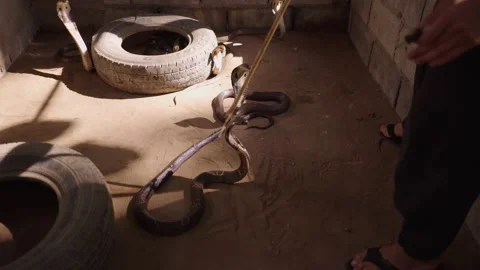 Man handler training touching body of Th... | Stock Video | Pond5