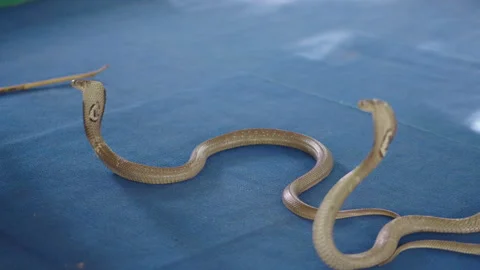 Man handler's hand touching body of Thai... | Stock Video | Pond5