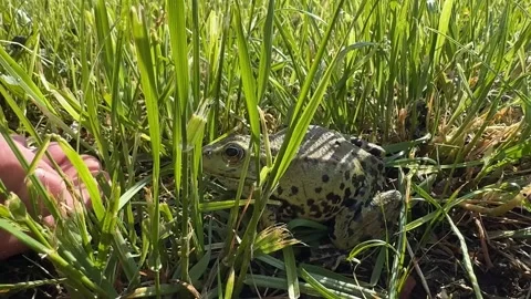 man hands touching frog in grass on gree... | Stock Video | Pond5