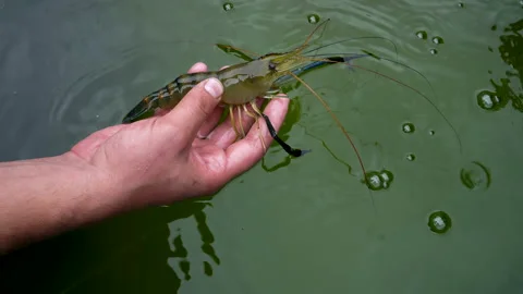 Man holding a giant freshwater shrimp in... | Stock Video | Pond5