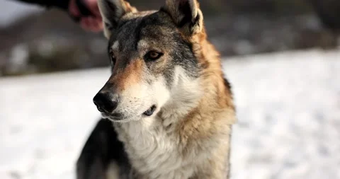 Wolfs The Movie Stock Videos – Royalty-Free HD & 4K Videos | Pond5