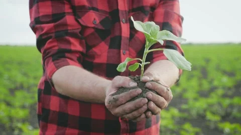 Man holding young tree in hands. Male ha... | Stock Video | Pond5