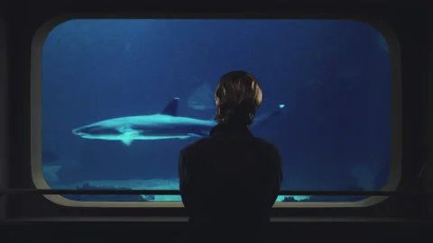 Man Looking Sharks Swimming Inside Aquar... | Stock Video | Pond5