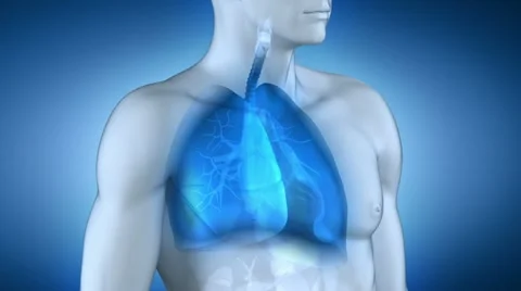 Man Anatomy Stock Footage ~ Royalty Free Stock Videos | Pond5