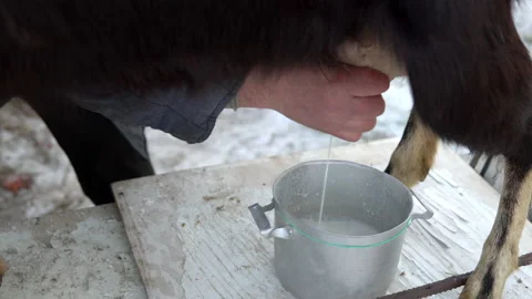 Udder Stock Footage ~ Royalty Free Stock Videos | Pond5