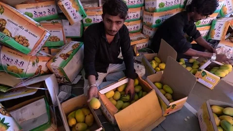 Alphonso Mango Box Stock Footage ~ Royalty Free Stock Videos | Pond5