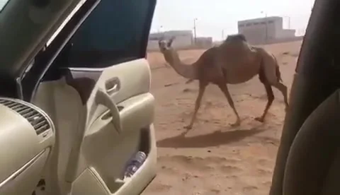 Meme Stock Video Footage | Royalty Free Meme Videos | Pond5