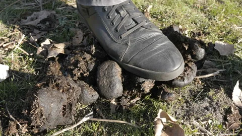 Man Passes Foot On Poop, Shit. The Poop ... | Stock Video | Pond5